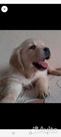 Золотистый ретривер