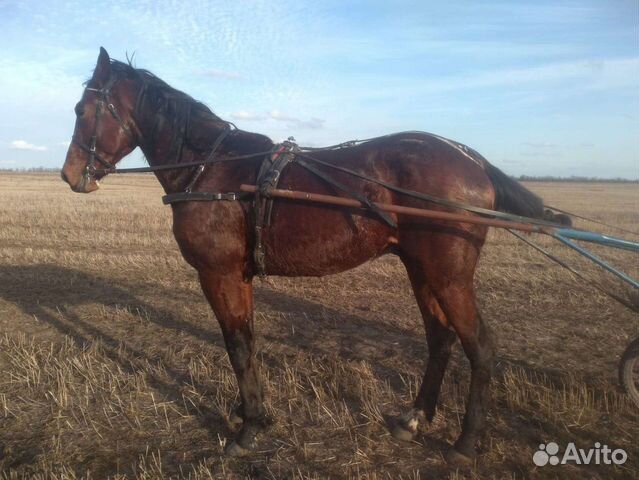 Продаётся русский рысак