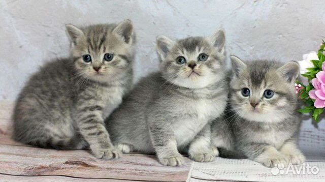 Шотландские котята