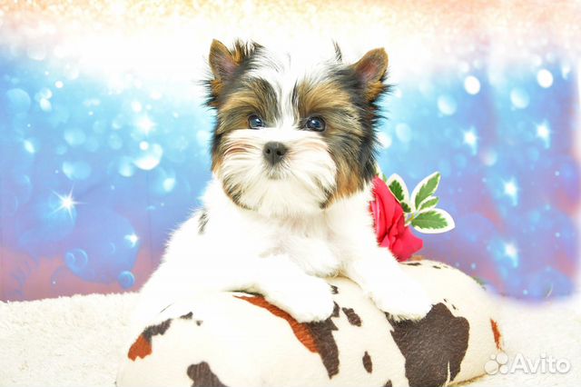 Бивер очаровательная девочка