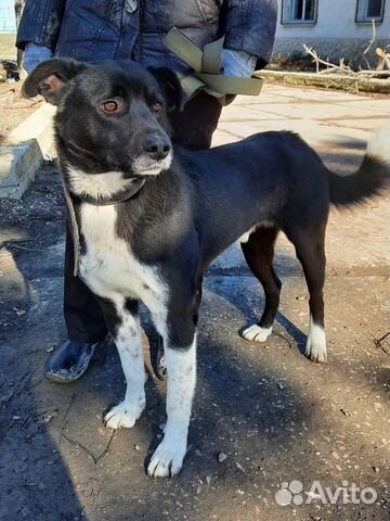 Твид в добрые руки