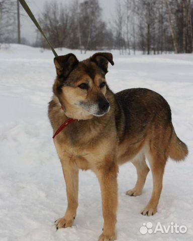 Взрослая собака Груша в заботливые руки