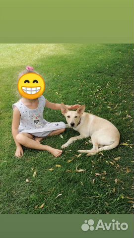 Собака в добрые руки