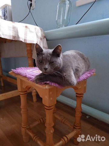 Кошечка в добрые руки