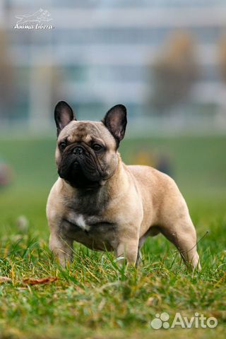 Вязка французский бульдог
