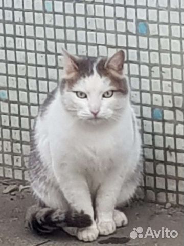 Самый ласковый кот Кузя кастрирован привит