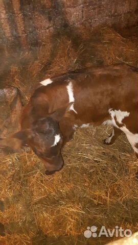 Телочка от домашней коровы