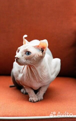 Кошка эльф, готовый производитель