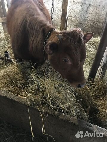 Теленок бычок 7 месяцев