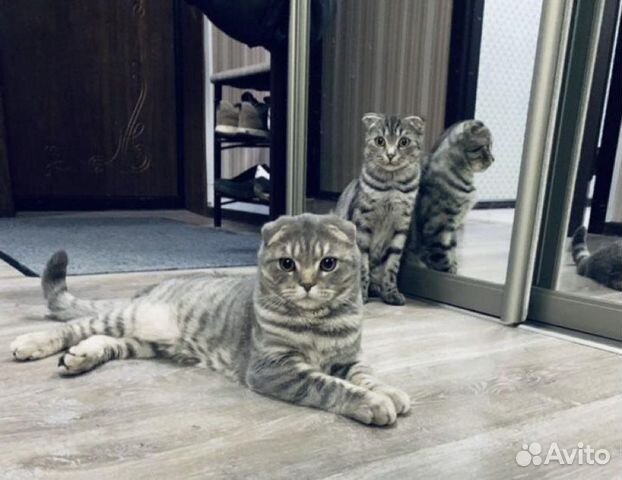 Роскошный кот на вязку
