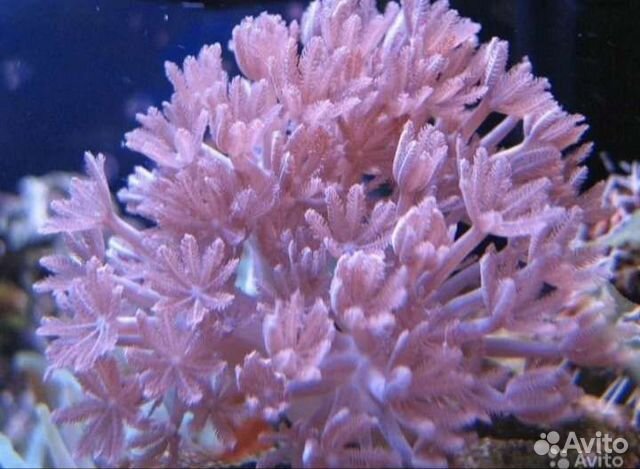 Ксения пульсирующая