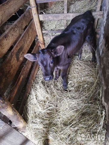 Телята бычки