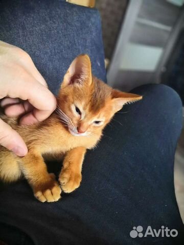 Абиссинские котята