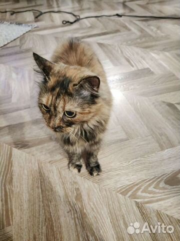 Кошка по имени Лилу