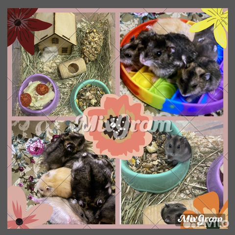 Джунгарские хомяки с клеткой(контейнером) и всем н