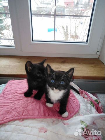 Продам ктяток