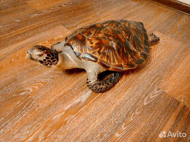 Черепаха декоративная