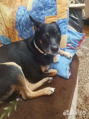 Собака в добрые руки отдам бесплатно