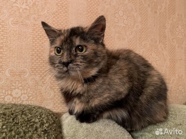 Малявка ждет своего человека