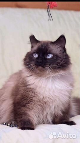 Невская маскарадная - кот в дар