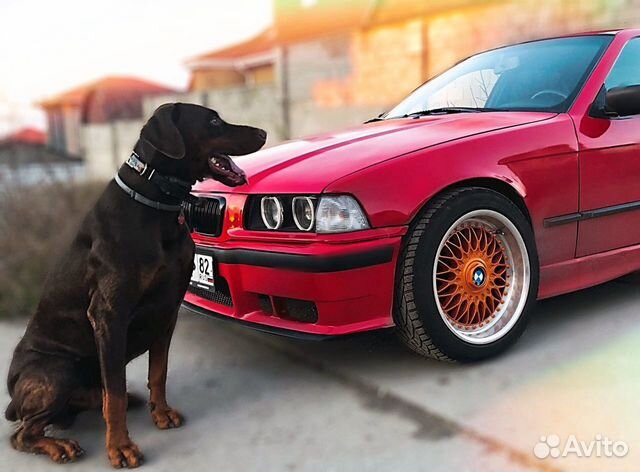 Вязка добермана