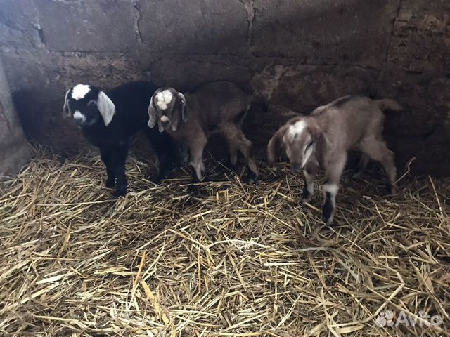 Козлята нубийские