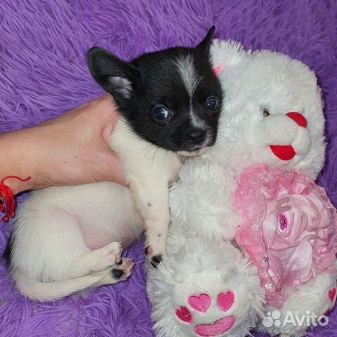 Сладкие малыши минюшки чихуахуа