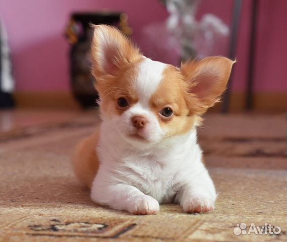 Красивый солнечный мальчишка