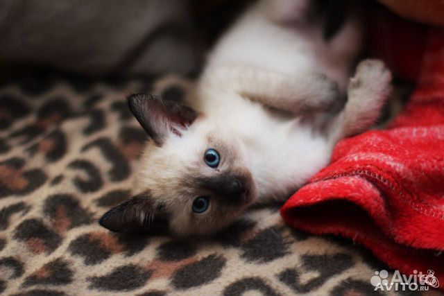 Тайские(сиамские) котята