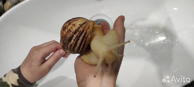 Улитка ахатина 12см. 700