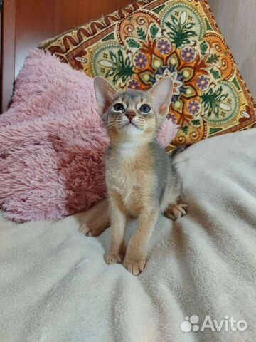 Абиссинские котята