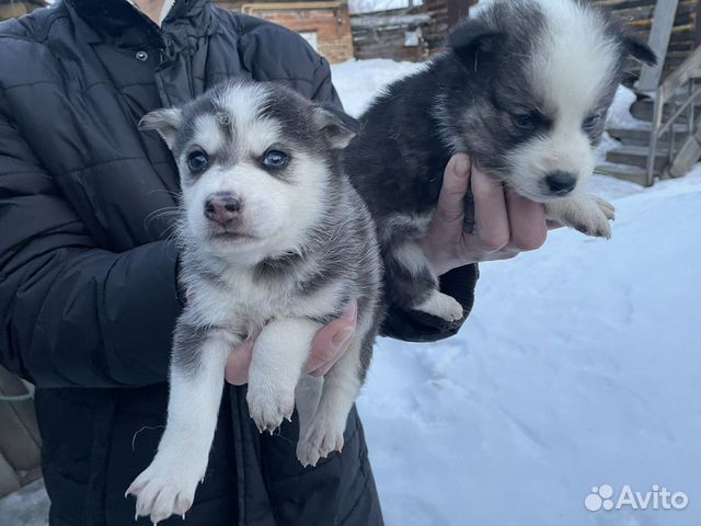 Щенки хаски