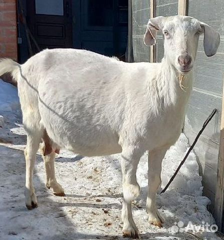 Коза. Помесь нубийца и зааненки