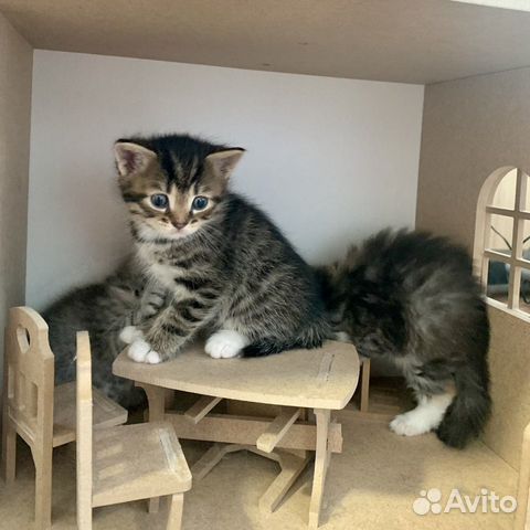 Котята