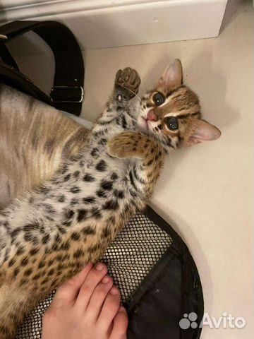 Alc котята 1 мес. не северный подвид алк,не длк,не