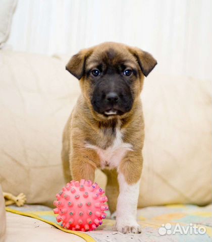 Очаровательная плюшечка ищет дом