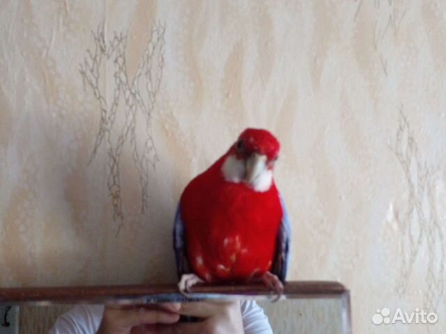 Попугай розелла с клеткой