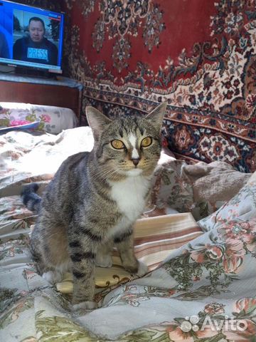 Котики бесплатно в добрые руки
