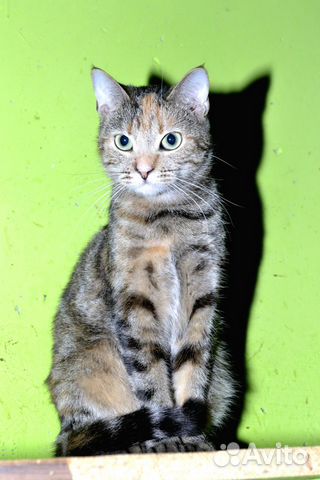 Кошечка Мия ищет дом