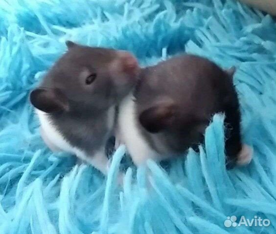 Декоративная крыса дамбо