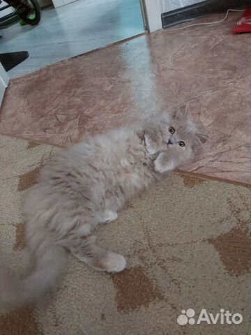 Британская длинношерстная кошка