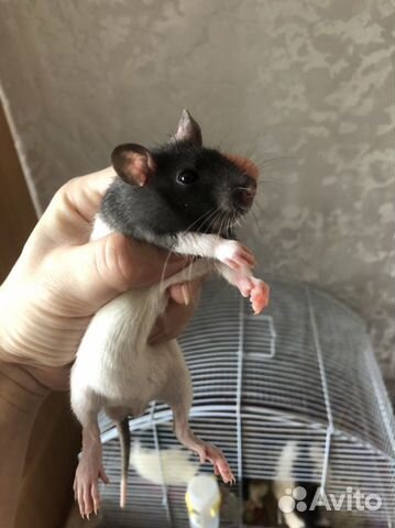 Крысенок дамбо