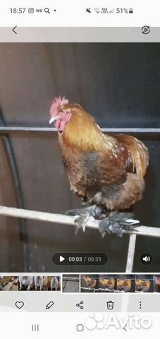 Петух кохинхин