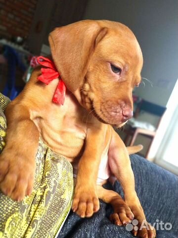 Щенок порода "Венгерская выжла" (девочка)