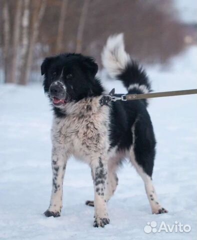 Красавец пёс Кристофер в добрые руки