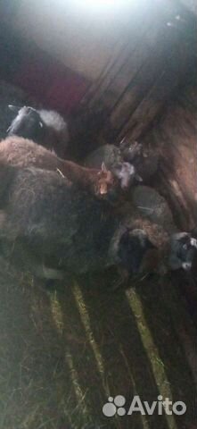 Ягнята барашки