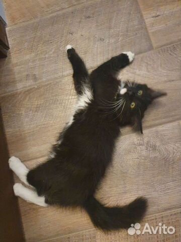 Страшный зверь