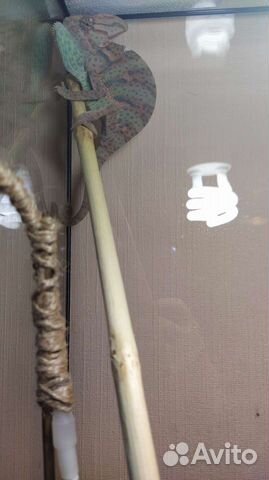 Йеменский хамелеон