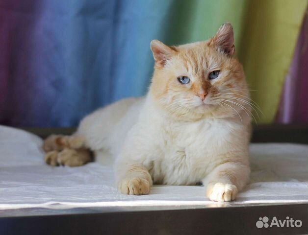Кот Рыжик