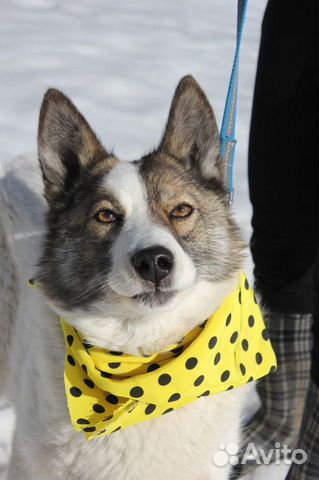 Собачка бесплатно (Настоящая леди Бэлла)